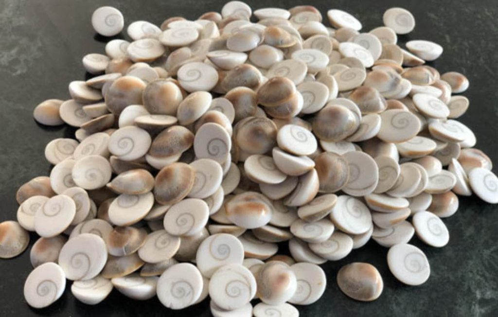 Gomati Chakra: Its Benefits & Importance - Ramkebhakt